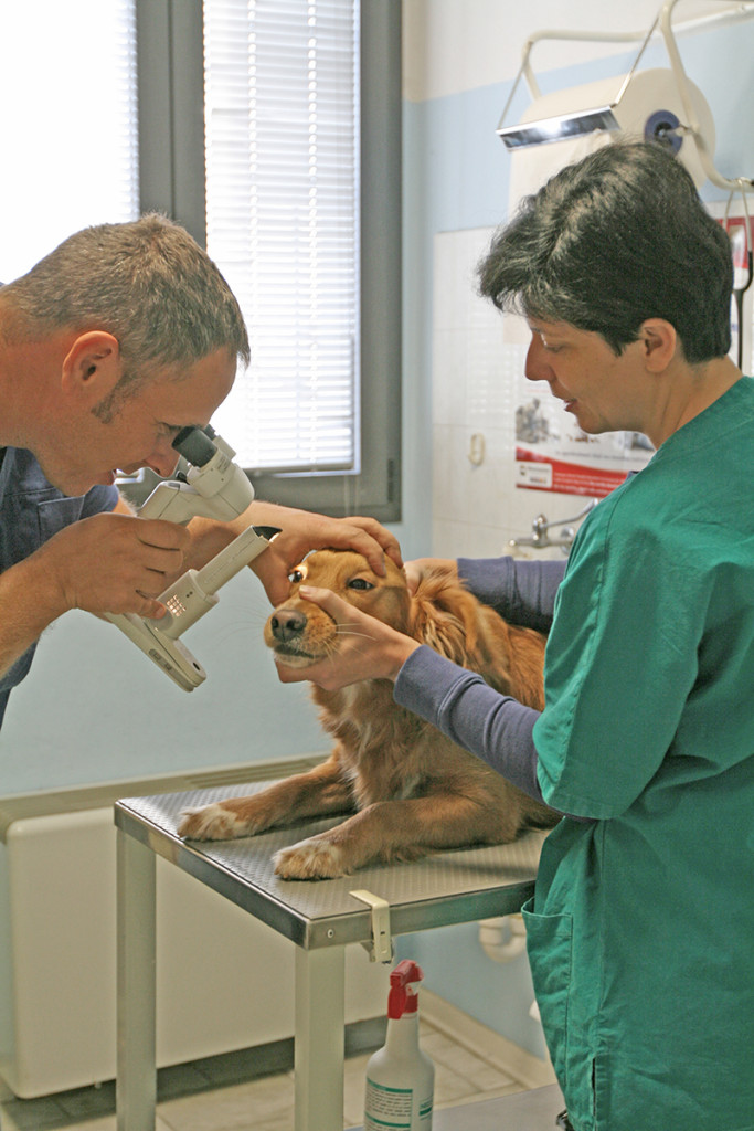Clinica Veterinaria San Francesco » Oftalmologia